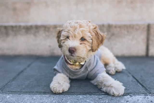 Can a Cockapoo Eat Pasta?