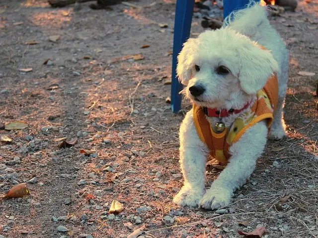 Will a Bichon Frise Get Along With Cats? - Training buster