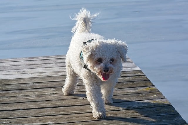 Can Bichon Frise Dogs Swim?