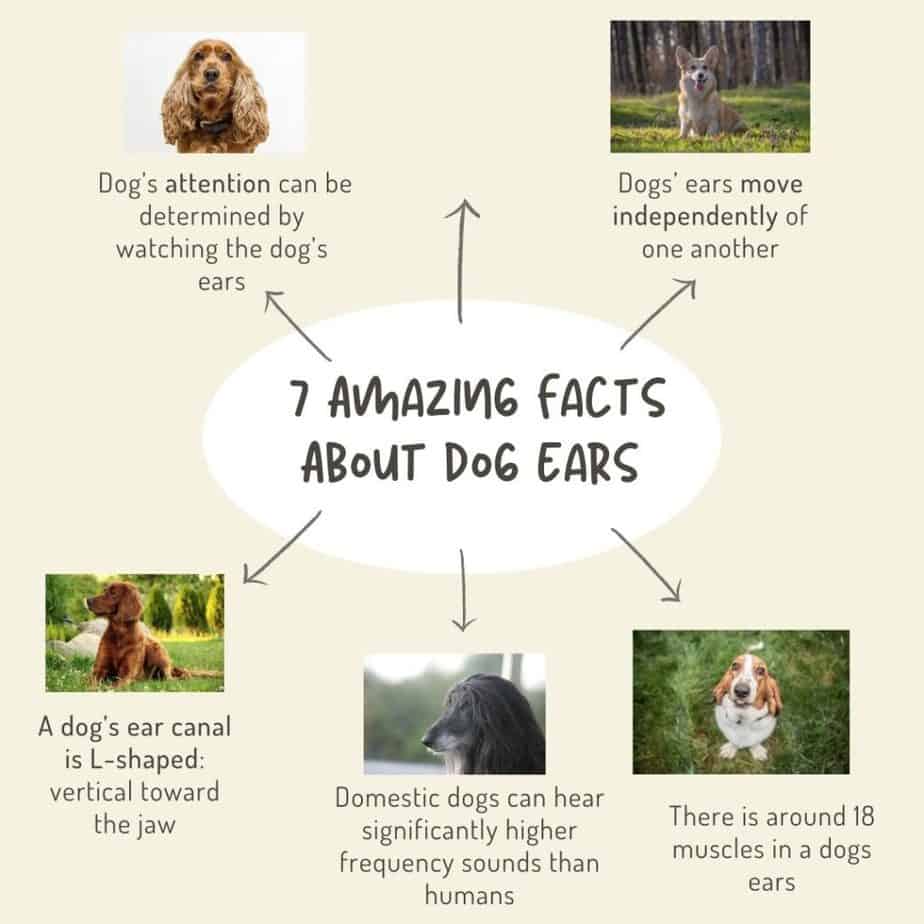 Dog Breeds with the Biggest Ears - Training buster