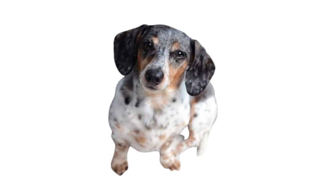 Popular True Dwarf Dog Breeds - Training buster