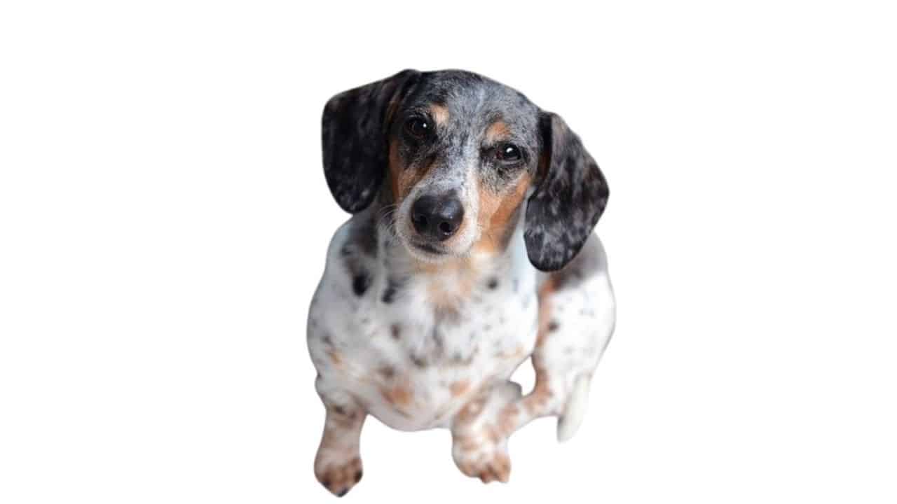Popular True Dwarf Dog Breeds - Training buster
