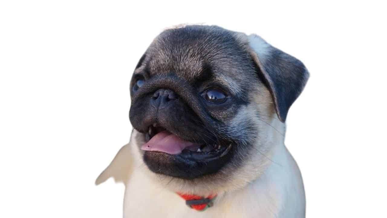 Popular True Dwarf Dog Breeds - Training buster