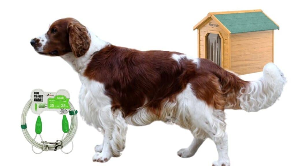 Can a Springer Spaniel live outside? - Training buster