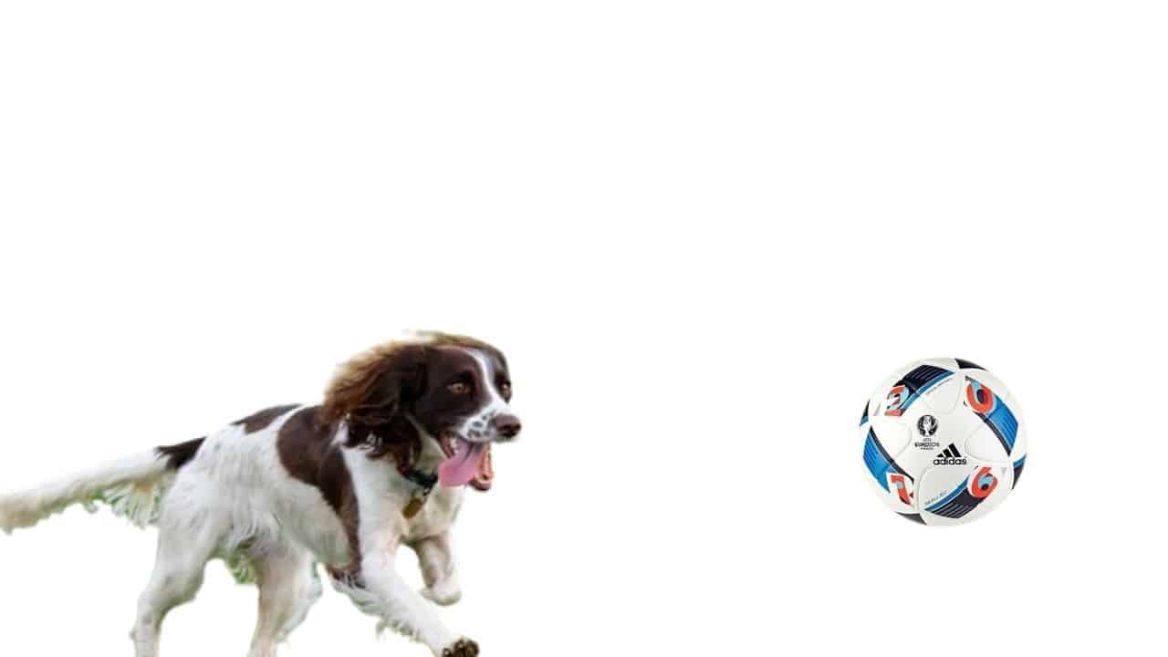 How much exercise does a Springer Spaniel need every day? - Training buster