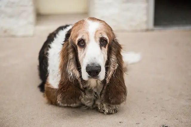 Popular True Dwarf Dog Breeds - Training buster