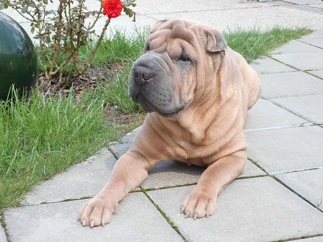 Popular Wrinkly Dog Breeds