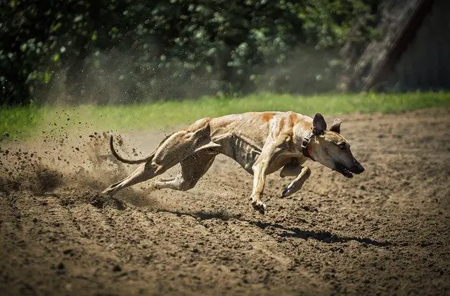 The fastest dog breeds that are built for speed