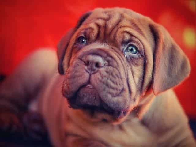 Popular Wrinkly Dog Breeds