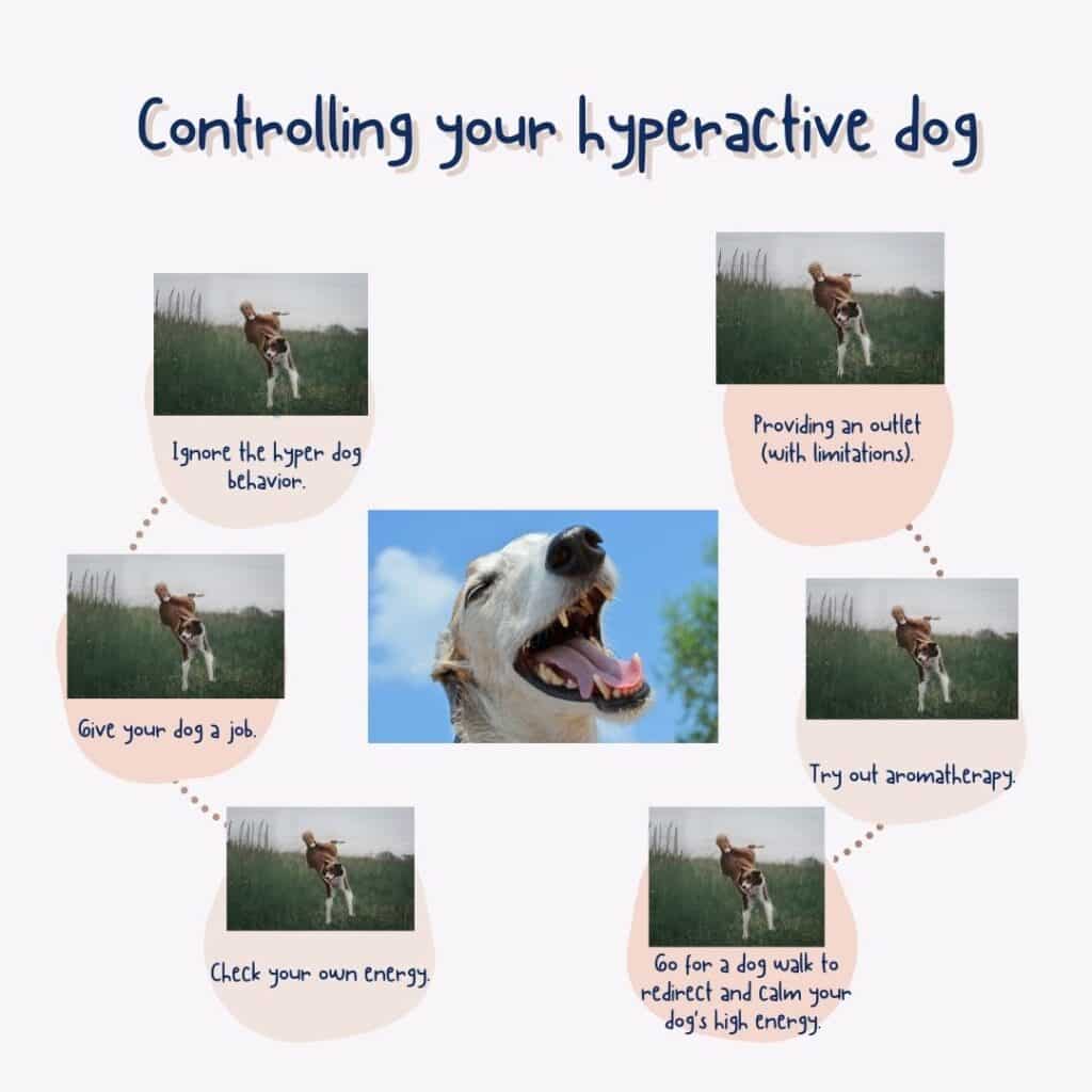 How to Calm a Hyperactive Dog