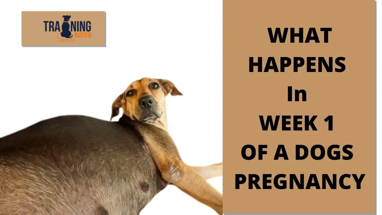 What happens in week 1 of a dog's pregnancy?