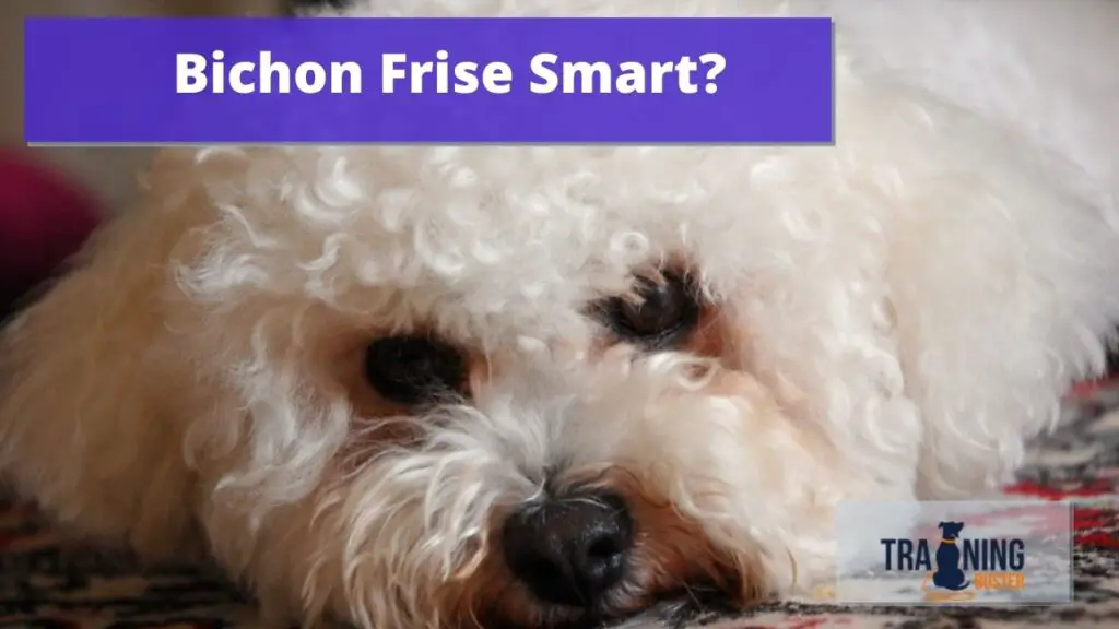 Are Bichon Frise Smart? - Training buster