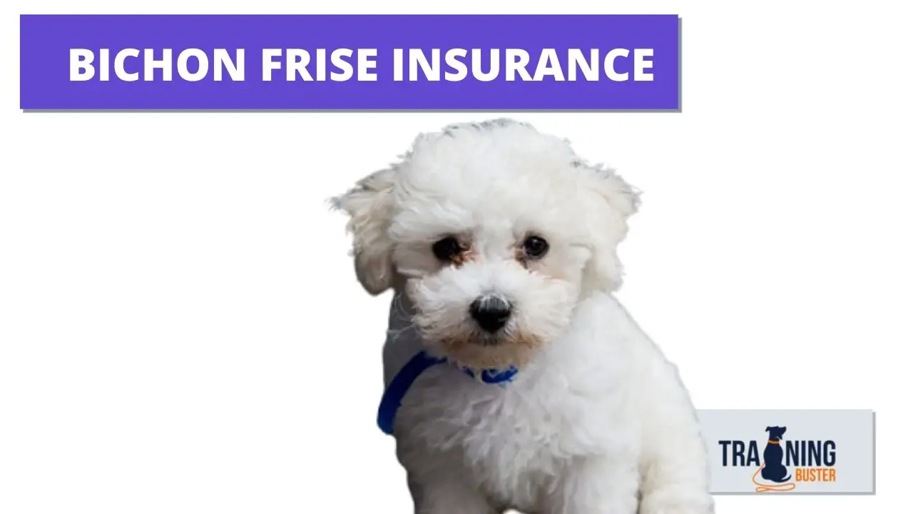Will a Bichon Frise Get Along With Cats? - Training buster