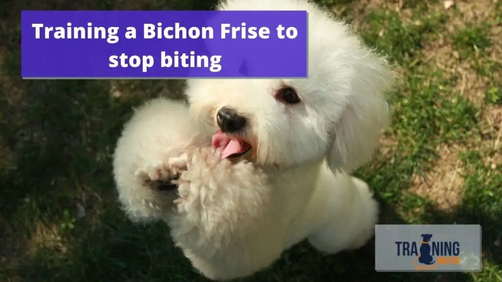How to train a Bichon Frise to stop biting - Training buster