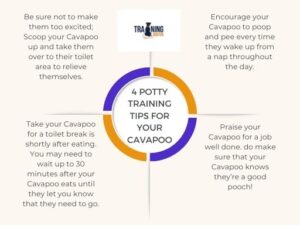 Complete Cavapoo Guide: Statistics and Facts