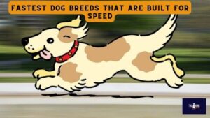 The fastest dog breeds that are built for speed