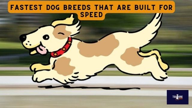 The fastest dog breeds that are built for speed