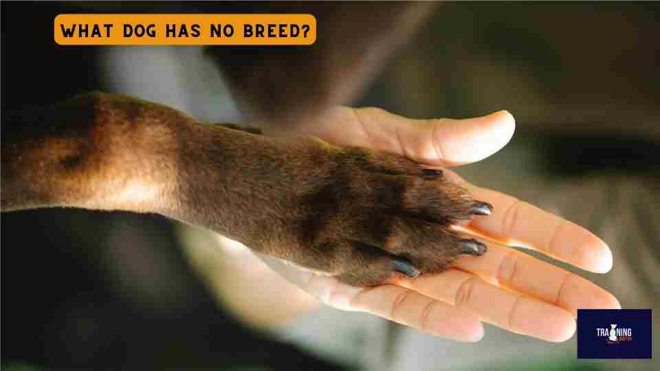 What dog has no breed?